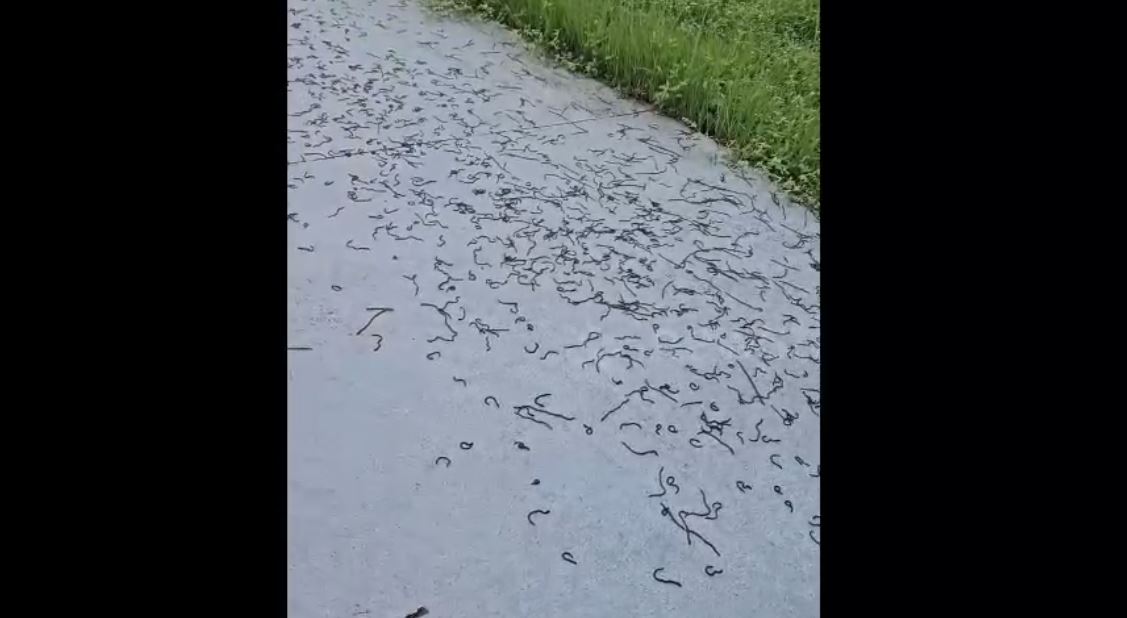 Đi bộ, người phụ nữ bắt gặp cảnh hàng nghìn con giun bò trên đường