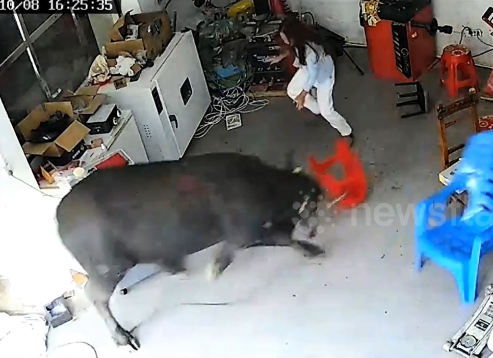Clip: Trâu điên "đại náo" đường phố khiến người dân sợ hãi bỏ chạy
