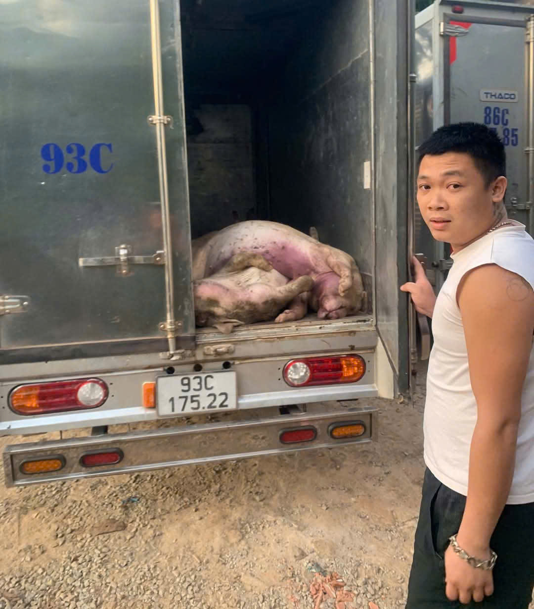 Ngăn chặn xử lý việc buôn bán, vận chuyển trái phép lợn