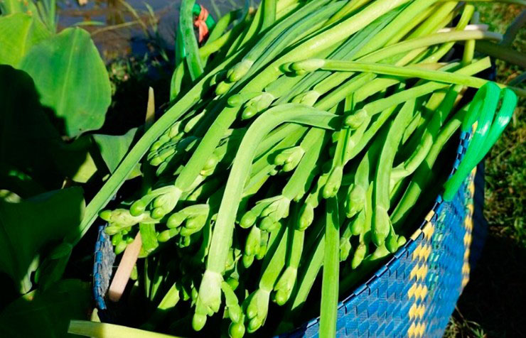 Loài rau dại mọc bờ mương hoá "mỏ tiền", là đặc sản lạ được săn tìm