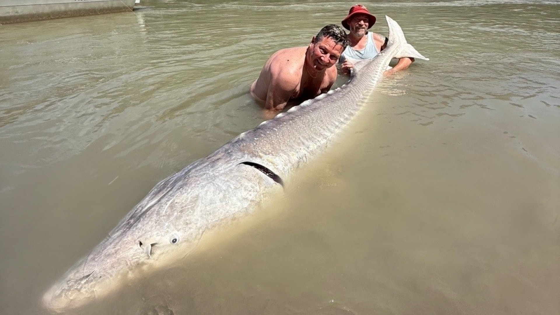 Cần thủ câu được con cá tầm khổng lồ, nặng 317kg trên sông