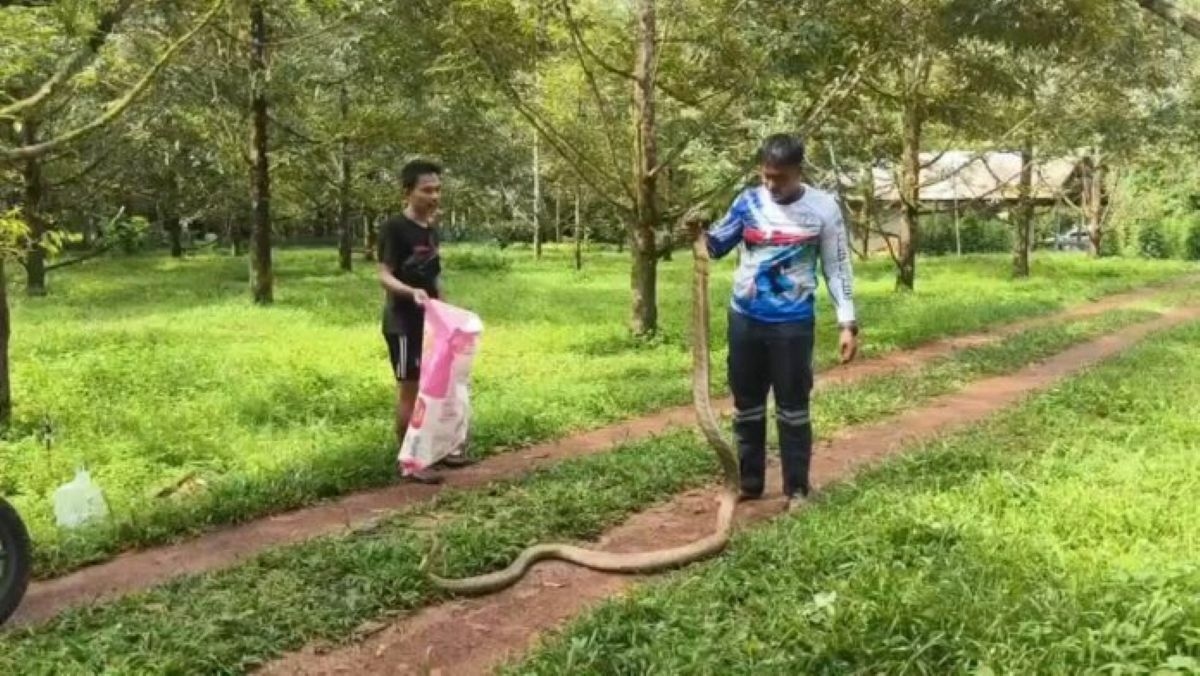 Bắt sống rắn hổ mang chúa khổng lồ nặng 8kg trong vườn sầu riêng