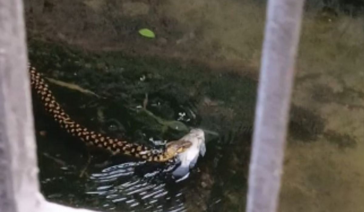 Nhìn ra sân, người dân sốc nặng khi chứng kiến cảnh tượng trước mắt