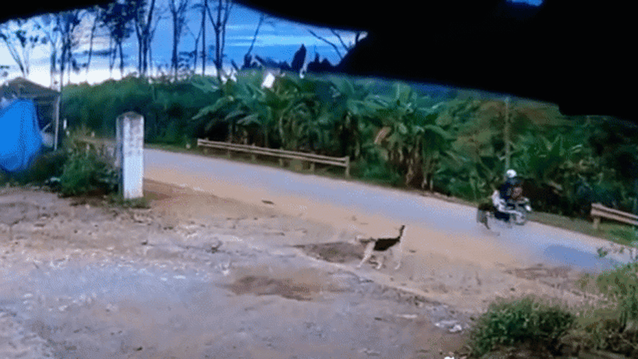 Clip: Thót tim cảnh bầy chó dữ lao ra rượt đuổi người đi đường