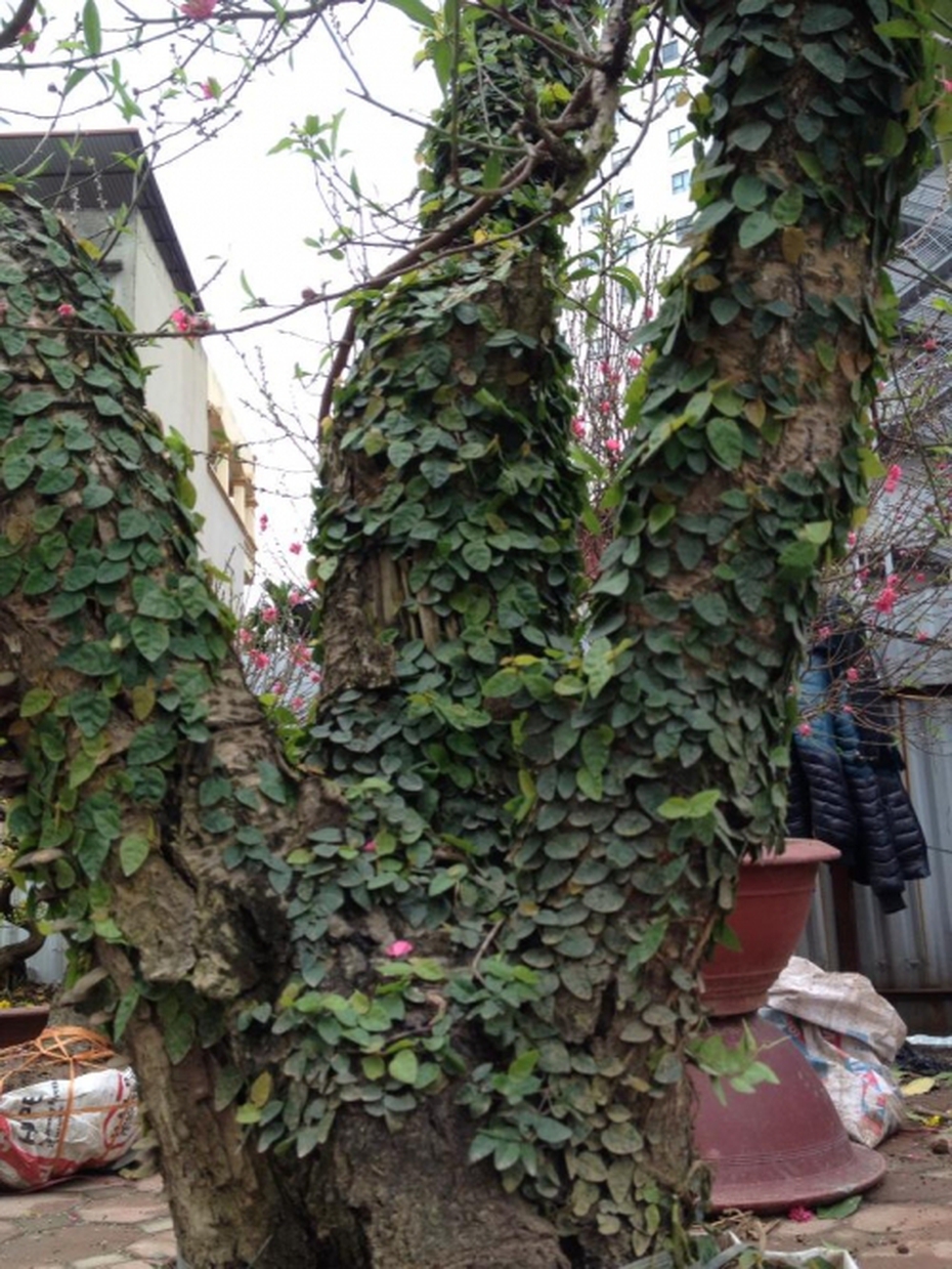 Mãn nhãn với đào khủng giá hàng chục triệu giữa thủ đô