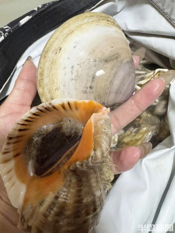 Hải sản ồ ạt dạt lên bờ, dân đua nhau đi bắt “buffet tươi sống” miễn phí