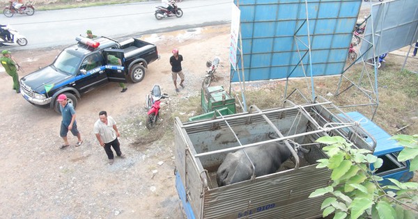 'Trâu điên' húc người trọng thương, ai phải bồi thường thiệt hại?