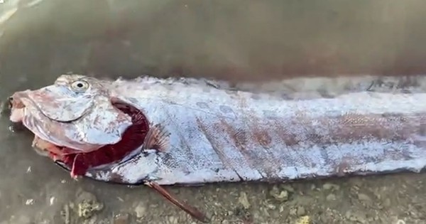 Ngư dân bắt được cá mái chèo khổng lồ dài gần 2 mét trên biển