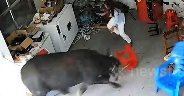 Clip: Trâu điên "đại náo" đường phố khiến người dân sợ hãi bỏ chạy
