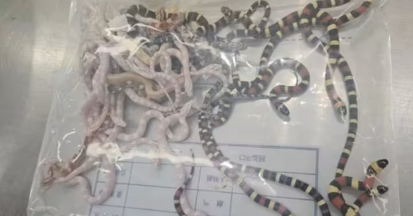 Vụ buôn lậu độc lạ: Hơn 100 con rắn sống được phát hiện trong quần