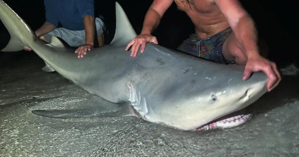 Nam thanh niên câu được con cá mập hổ dài gần 4 mét trên biển
