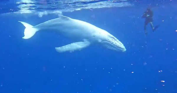 Phát hiện cá voi lưng gù bạch tạng quý hiếm ở Tonga
