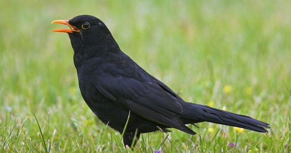Cảnh báo cho bất kỳ ai thấy chim đen trong vườn vào tháng 2