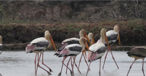 Chiêm ngưỡng đàn Giang Sen quý hiếm giữa thiên nhiên Bà Rịa - Vũng Tàu