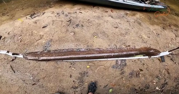 Người đàn ông bắt được con lươn điện dài 2 mét trên sông