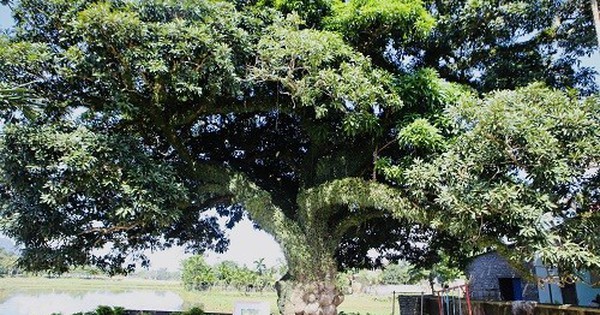 Ngắm cây trôi cổ thụ 400 năm tuổi ở Hà Tĩnh