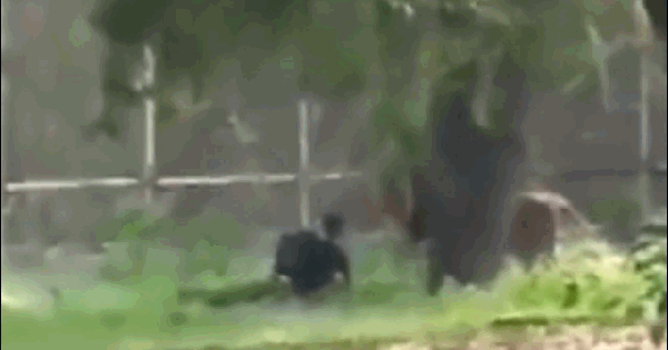 Clip: Chơi dại, thanh niên leo vào chuồng nằm "nói chuyện" với sư tử