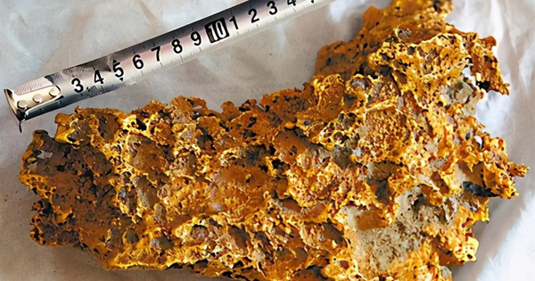 Đi chăn bò, người đàn ông vô tình nhặt được cục vàng nặng gần 8 kg