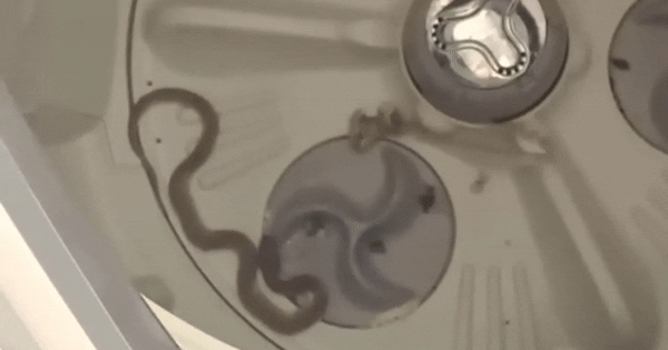 Nghe tiếng rít trong máy giặt, thanh niên phát hiện thấy thứ cực độc