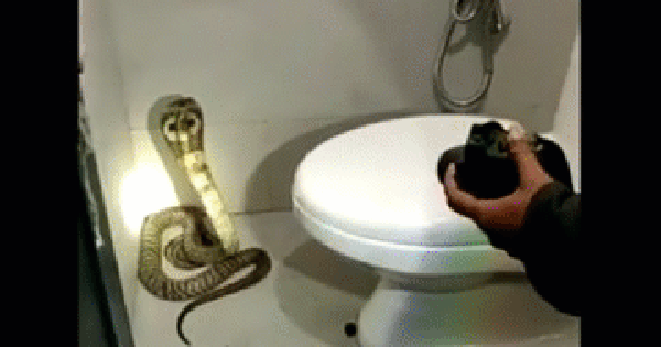 Clip: Nghe tiếng rít, người phụ nữ phát hiện rắn hổ mang trong nhà tắm