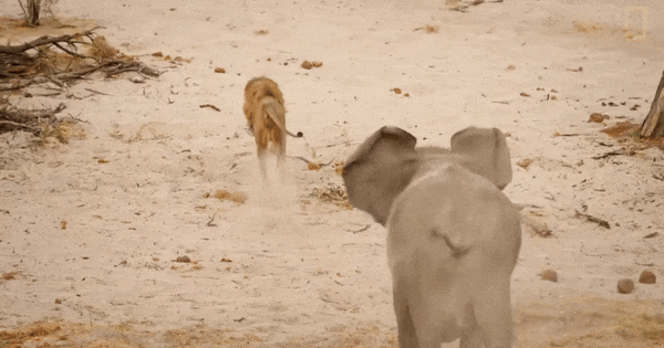 Clip: Voi mẹ vừa sinh con đã bị sư tử phục kích và diễn biến bất ngờ