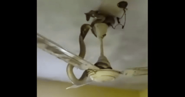 Nghe tiếng rít, cả nhà sốc nặng khi thấy thứ cực độc trên quạt trần