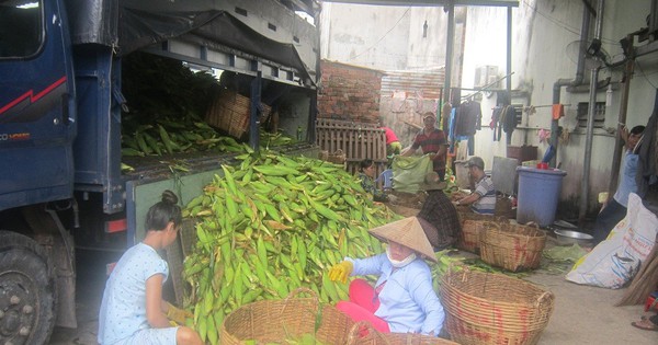 Độc đáo chợ bắp lớn nhất Sài thành