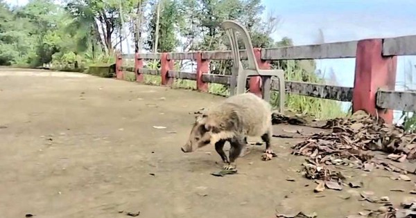 CLIP: Loài vật “hôi không ai đến gần” quý hiếm xuất hiện ở Bạch Mã