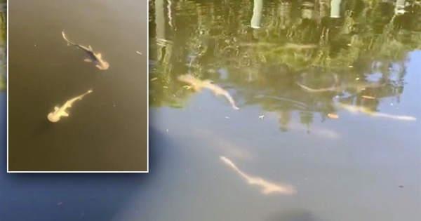 Hàng trăm con cá mập lũ lượt bơi về kênh đào khiến người dân kinh ngạc