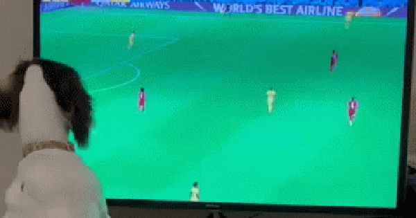 Clip: Chú chó hào hứng đuổi theo quả bóng quanh màn hình tivi