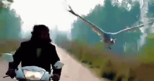 Chuyện khó tin sau khi người đàn ông cứu sống con sếu đầu đỏ