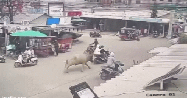 Clip: Trâu “điên” tấn công kinh hoàng những người đi mua hàng tại chợ