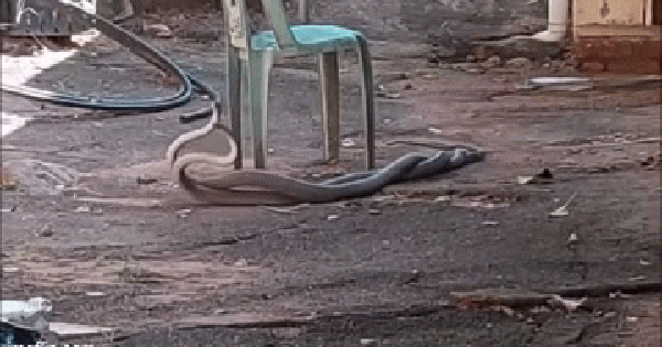 Clip: Hai con rắn mamba đen khổng lồ cực độc đánh nhau