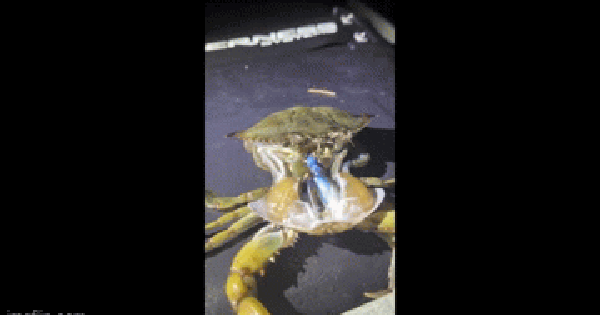 Clip: Khoảnh khắc con cua lột xác ngoạn mục