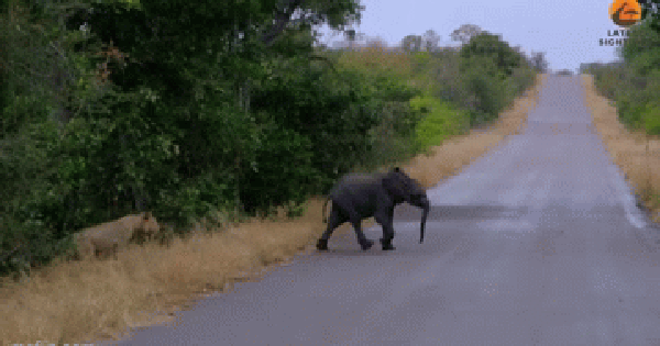 Clip: Voi con bị mẹ bỏ quên phía sau, tuyệt vọng thoát khỏi đàn sư tử