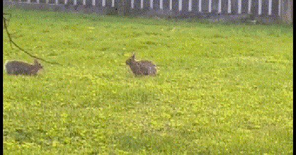 Clip: Kinh ngạc hai con thỏ đánh nhau như cao thủ võ lâm