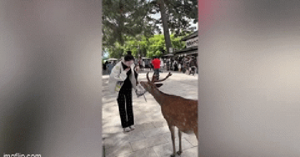 Clip: Khoảnh khắc thú vị khi chú nai cúi đầu chào du khách