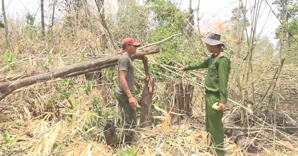 Phát hiện hai đối tượng vào rừng chặt cây chiếm đất để sạ lúa