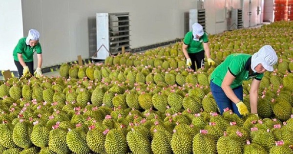 5 tháng đầu năm, kim ngạch xuất khẩu rau quả ước đạt 2,5 tỷ USD