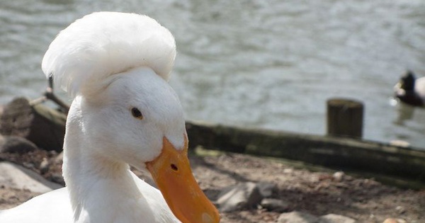 Chuyện lạ: Độc đáo "ngài" vịt có mái tóc như thẩm phán ở kỷ 18