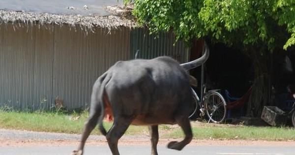 Trâu "điên" húc một người tử vong, 2 người bị thương