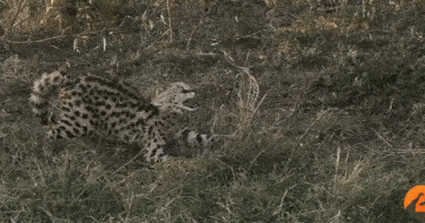 Clip: Linh miêu con kịch chiến giành sự sống trước sư tử dữ và cái kết ...