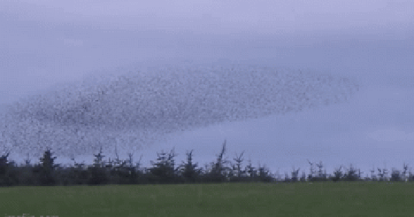 Video: Khoảnh khắc tuyệt đẹp đàn chim bay lượn đen đặc bầu trời