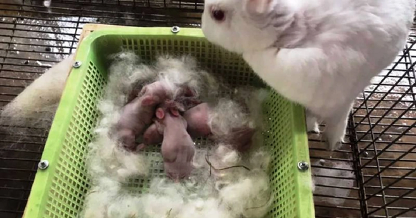 Bày đặt nuôi con vật "khó tính", chàng trai miền núi vẫn nhẹ nhàng đút ...