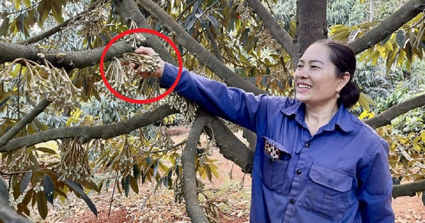 Chị nông dân nhẹ nhàng bỏ túi 1,5 tỷ nhờ trồng thứ cây "gai góc ngọt ngào"