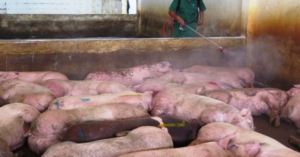 Nguy cơ bùng phát dịch lở mồm long móng, nỗi lo thiếu vắc xin trầm trọng