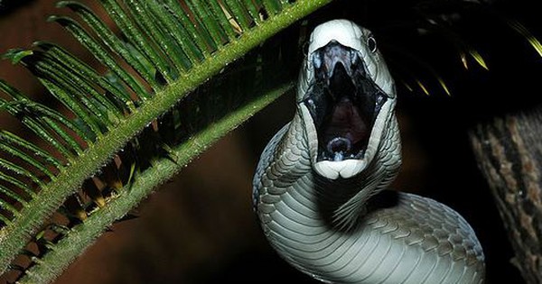 Loài rắn độc nguy hiểm nhất hành tinh, được mệnh danh là “cỗ quan tài đen”