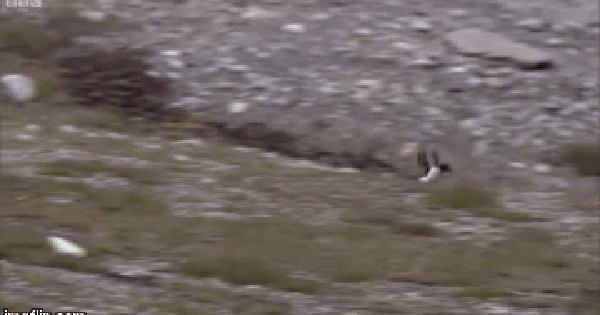 Video: Chim Anca đâm sầm xuống đất khi tập bay, chưa kịp tung cánh đã ...