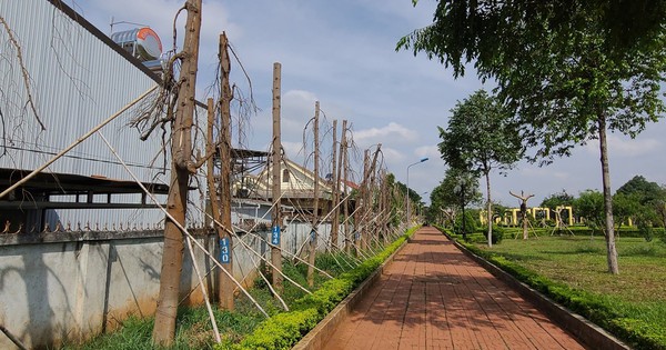 Hàng loạt cây xanh có dấu hiệu bị chết sau khi di chuyển đến công viên
