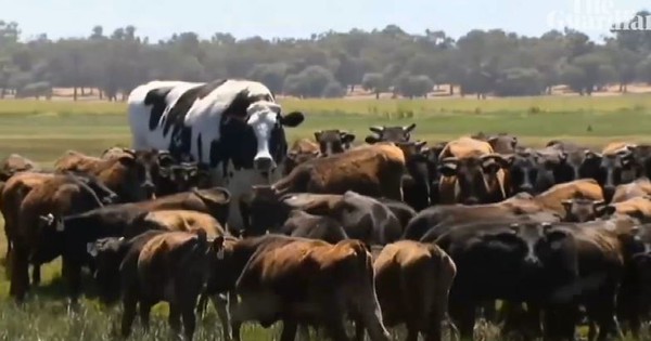 Video: Cận cảnh con bò đực khổng lồ tại Úc